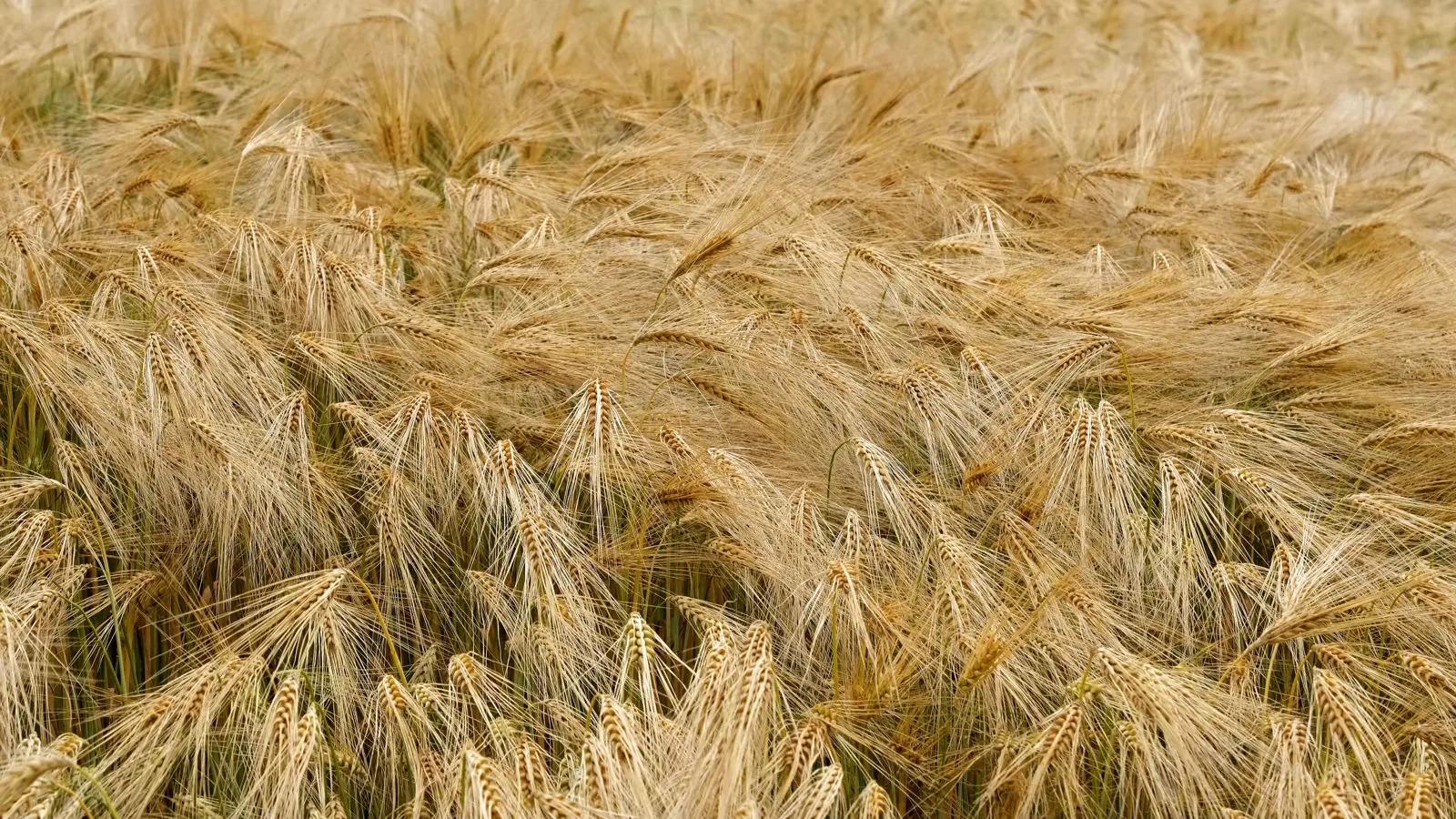 USDA Portland Daily Grain Bids Report: July 1, 2026