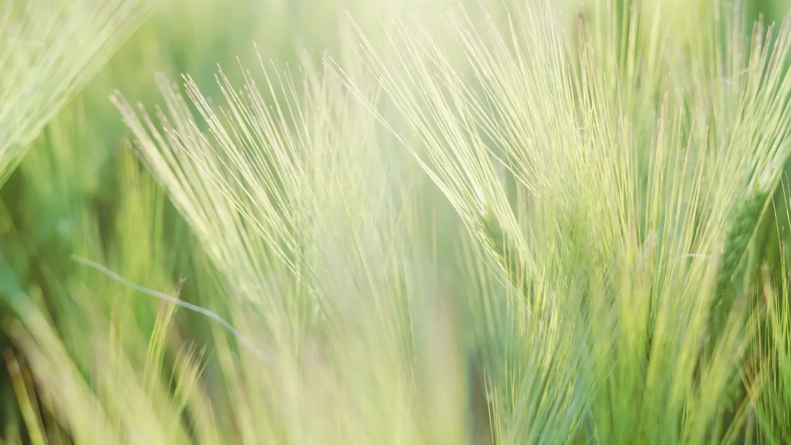 NCGA Report Targets Three High-Growth Sectors for US Corn Demand