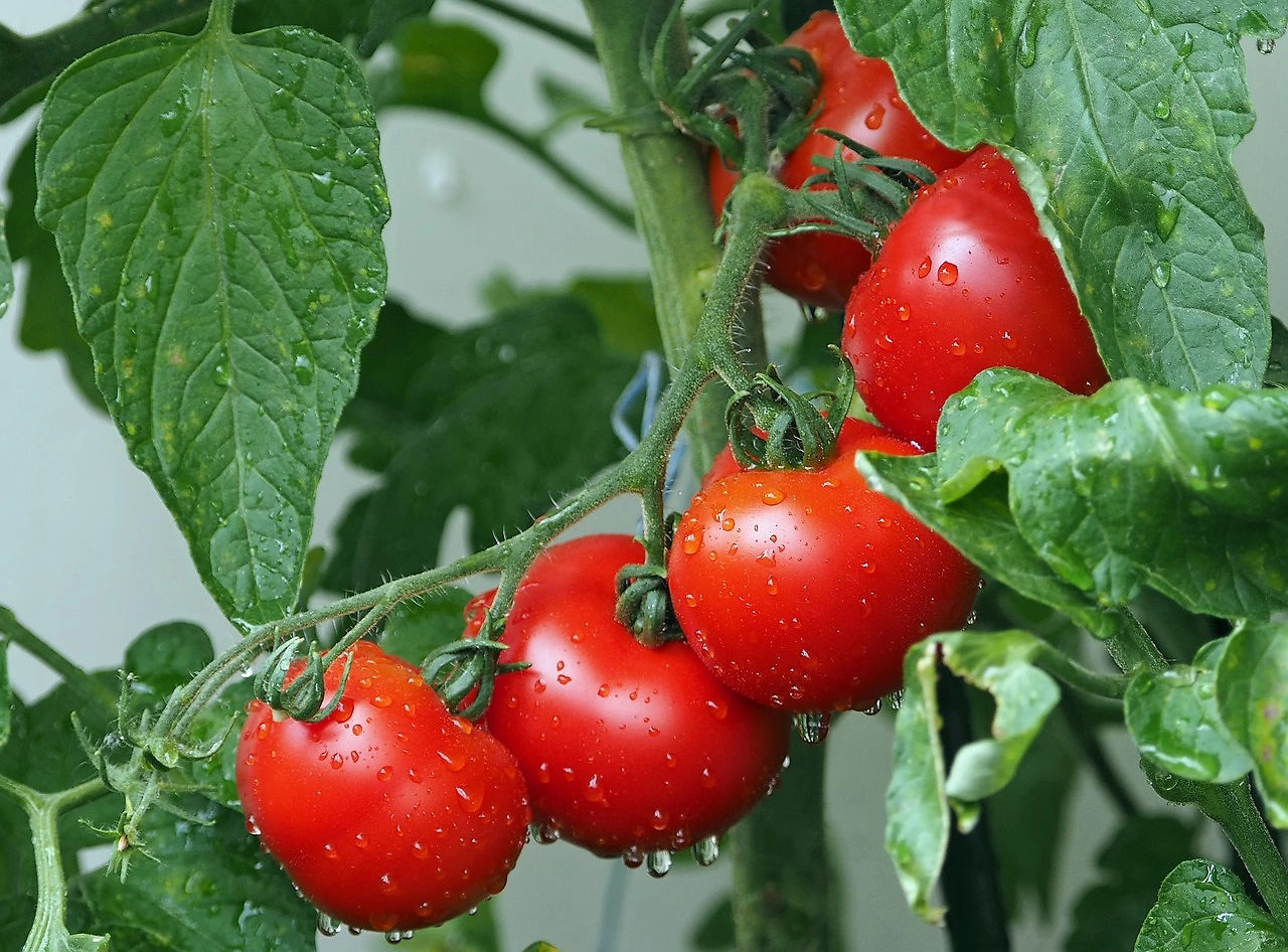Potential Tomato Price Surge Looms as US-Mexico Trade Agreement Expires