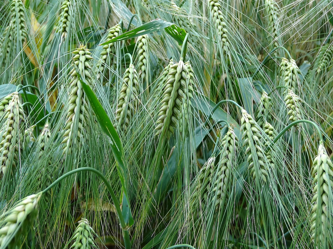 2025-26 Turkey Wheat and Barley Production Declines Due to Dry Weather
