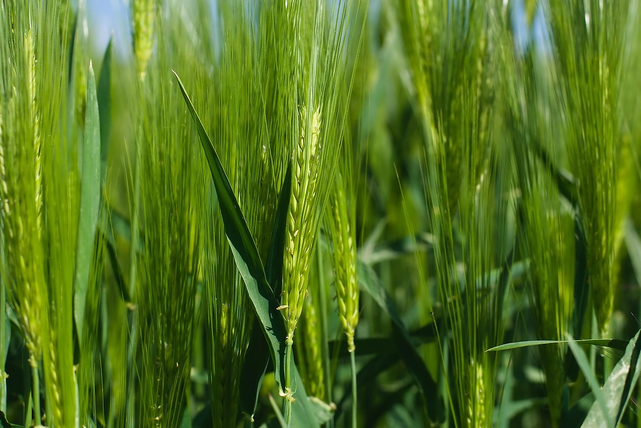 New Precision-Bred Wheat Program Aims for 10%+ Yield Gains