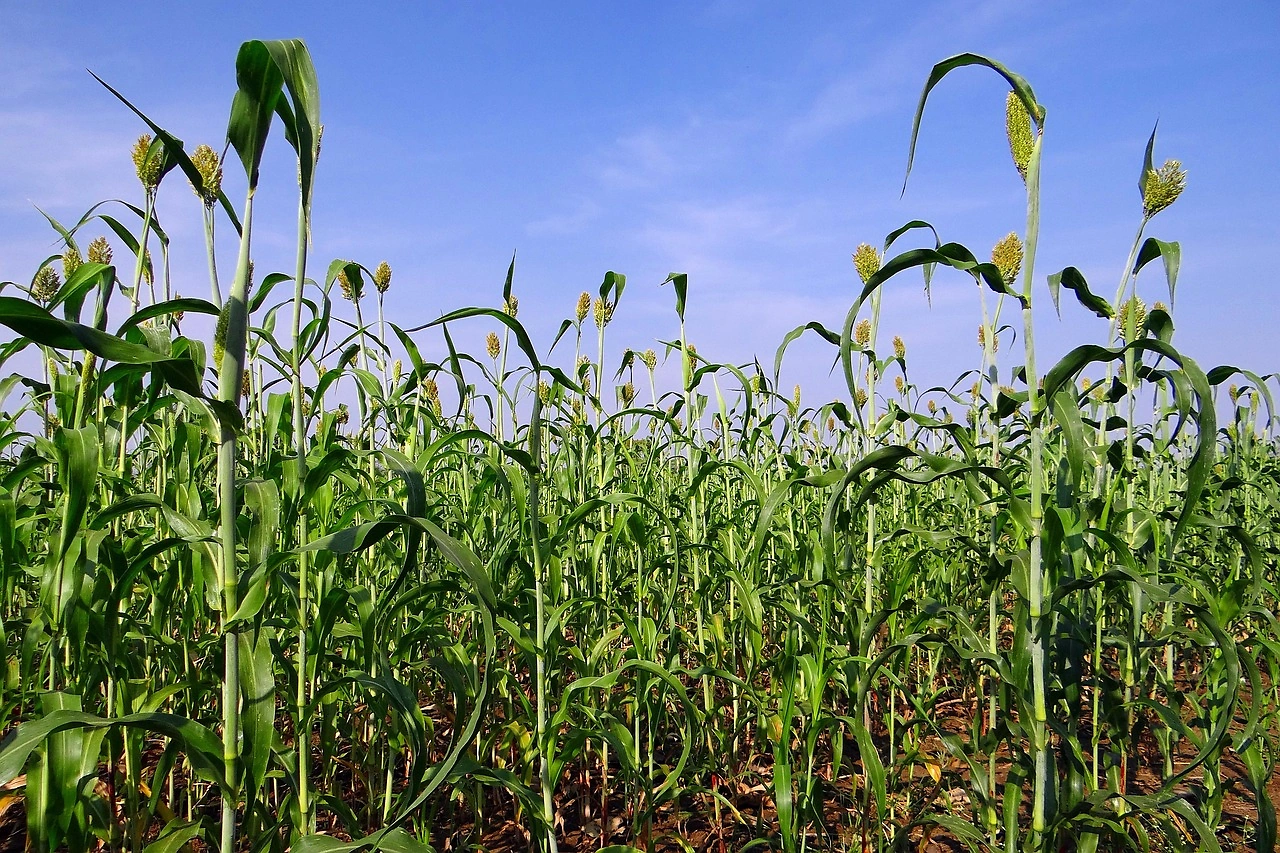 US Sorghum Shipment Heads to China Following Leaders' Meeting