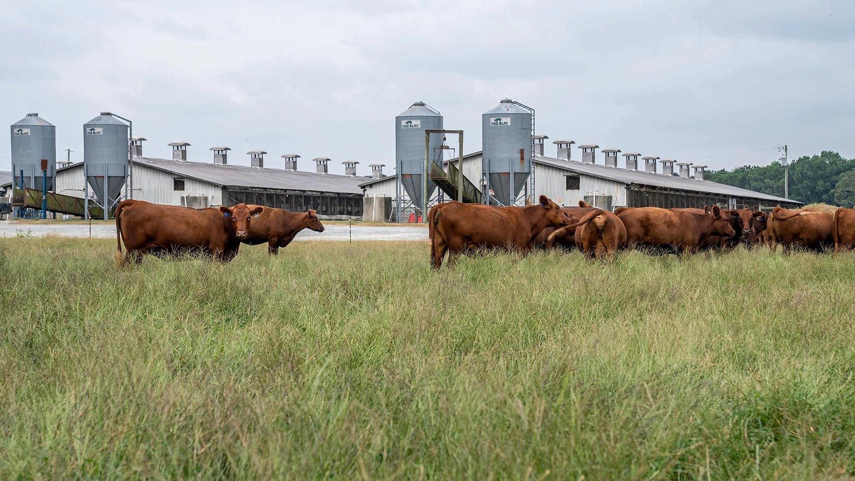 USDA National Weekly Boxed Beef Cuts for Prime Product Report – June 29, 2026