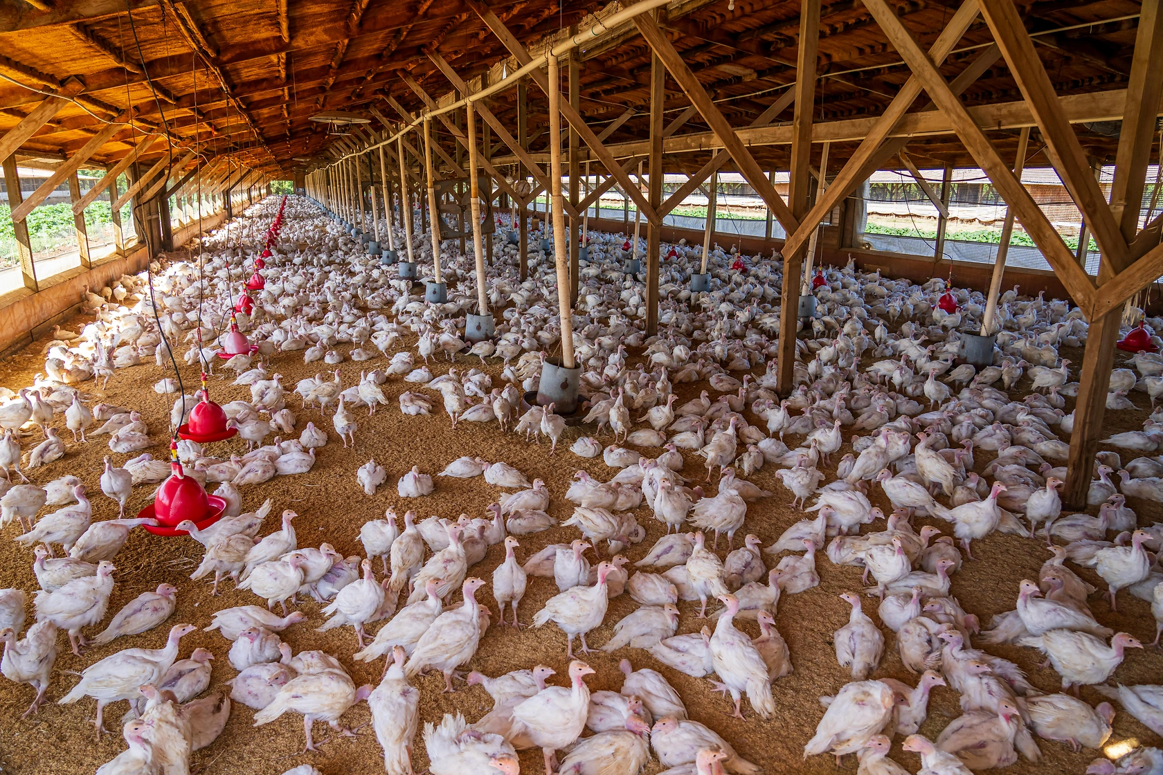 USDA NASS Poultry Slaughter Report: May 2026 Data Released