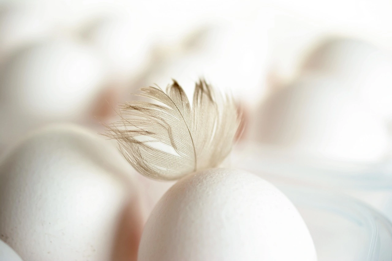 US Shell Egg Market Shows Steady to Weak Undertone in Early June 2026