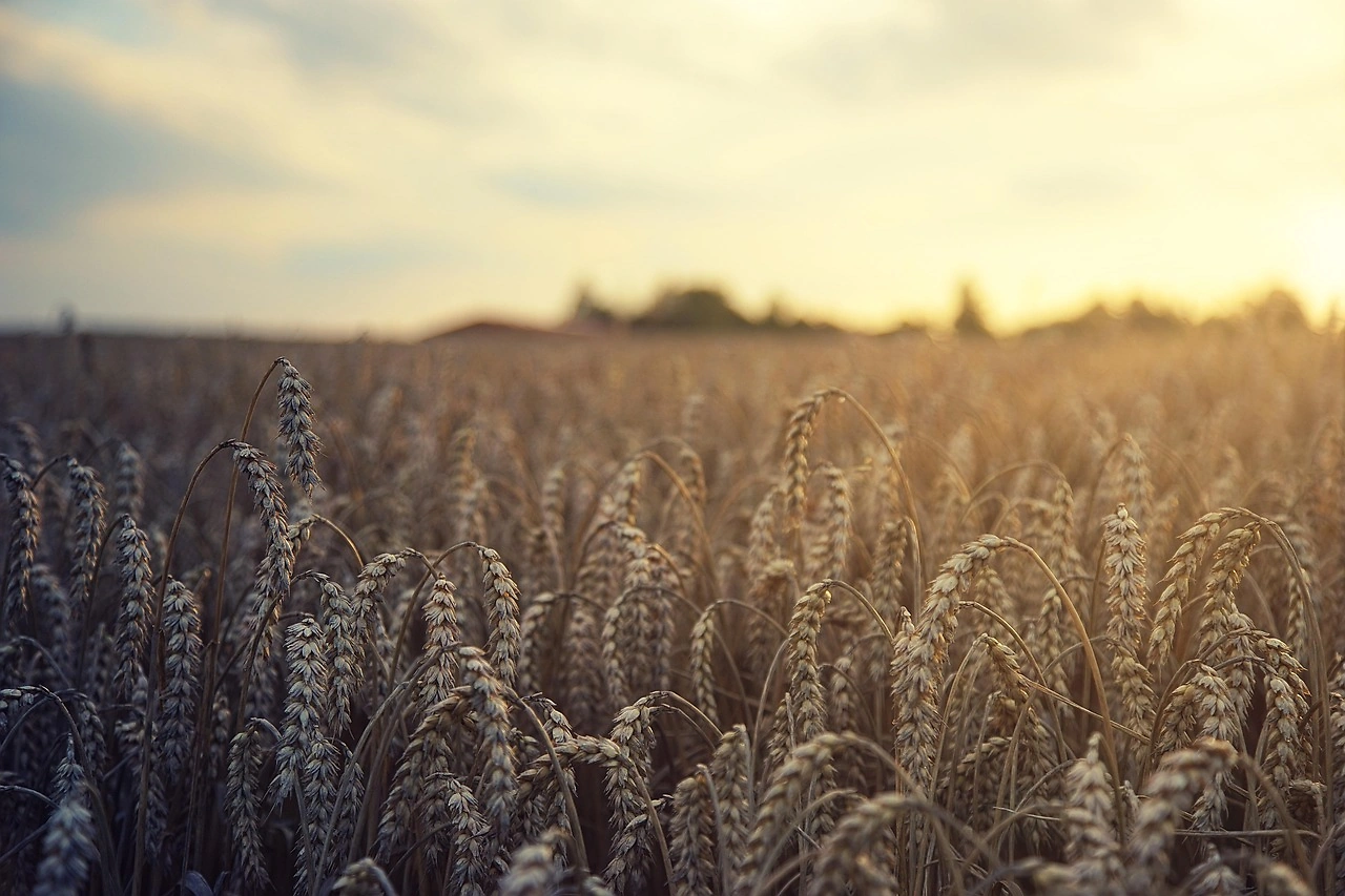 USDA Portland Daily Grain Bids Report: June 8, 2026
