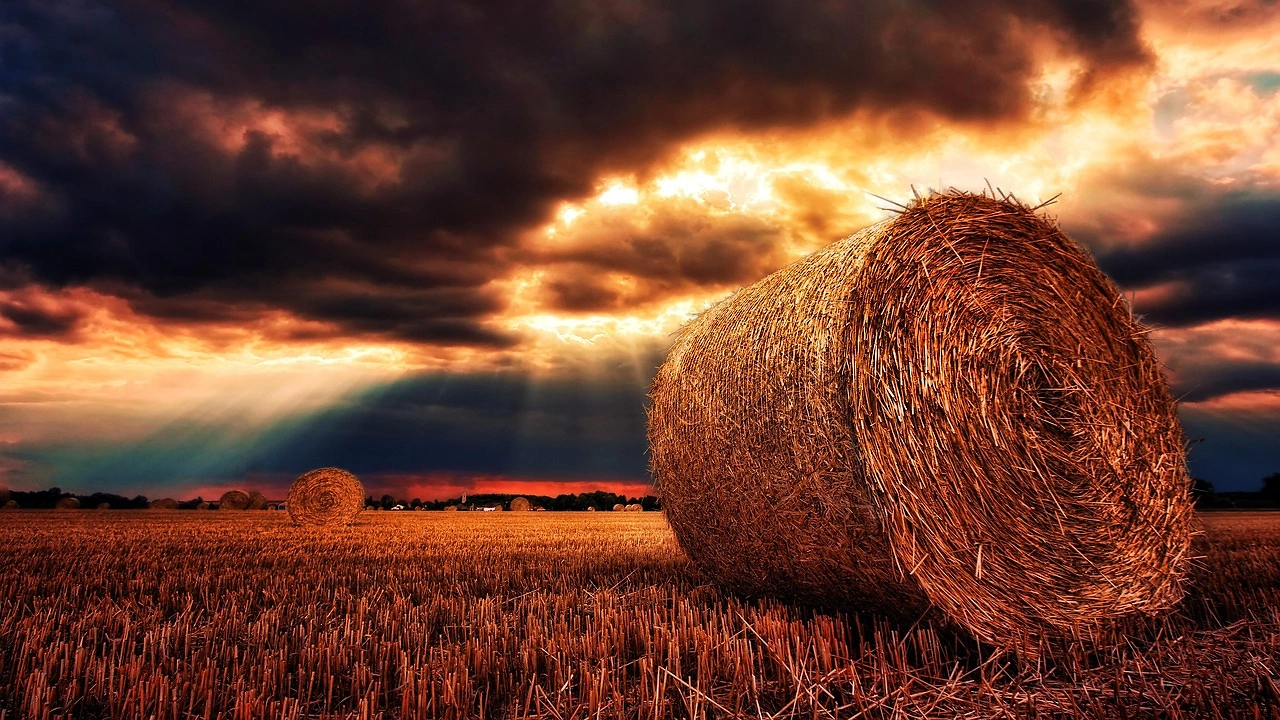 USDA Southern Minnesota Daily Grain Bids Report – June 26, 2026