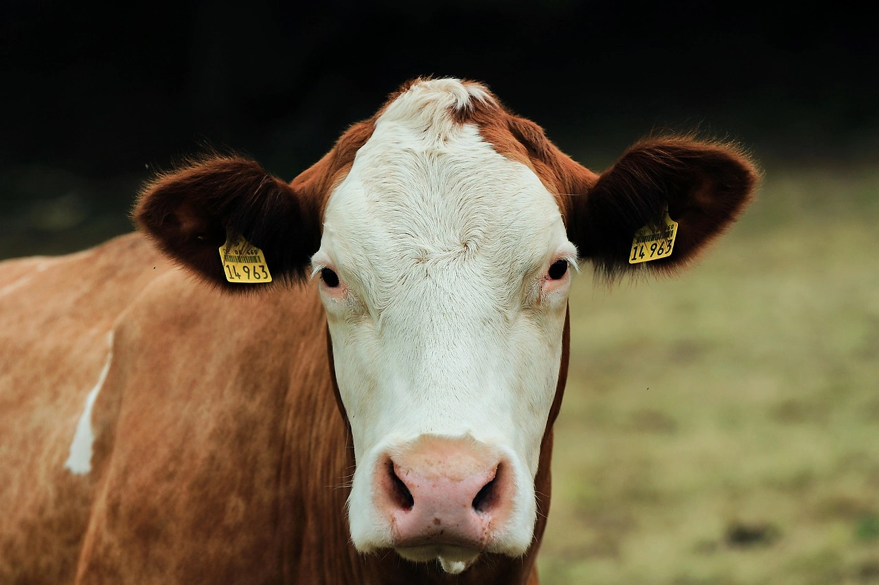 USDA Report: Conventional and Organic Dairy Ad Trends, May 23 – June 4, 2026