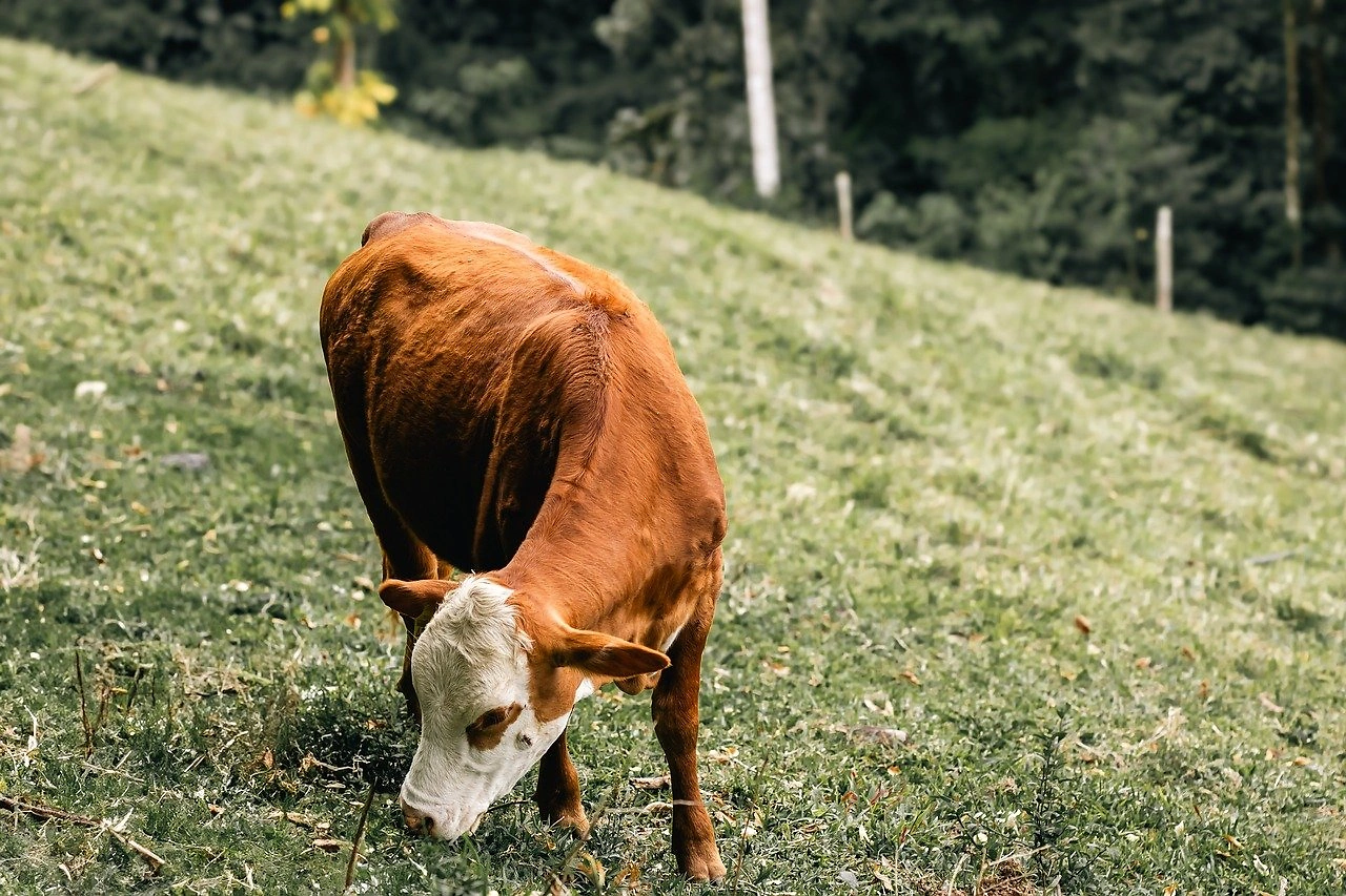 Vermont Organic Dairy Prices Rebound in December 2025