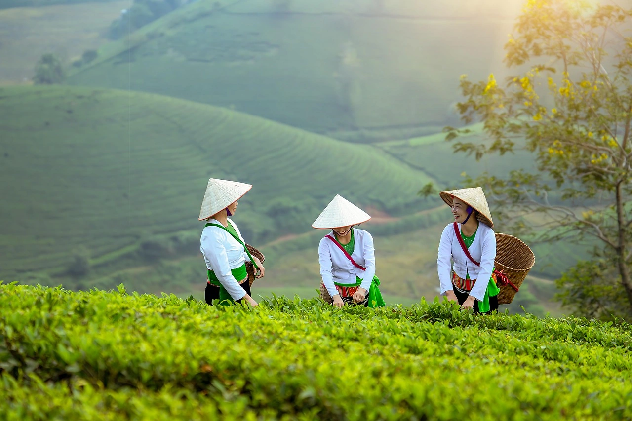 Vietnam and Nestlé Partner for Regenerative Farming to Achieve Net Zero