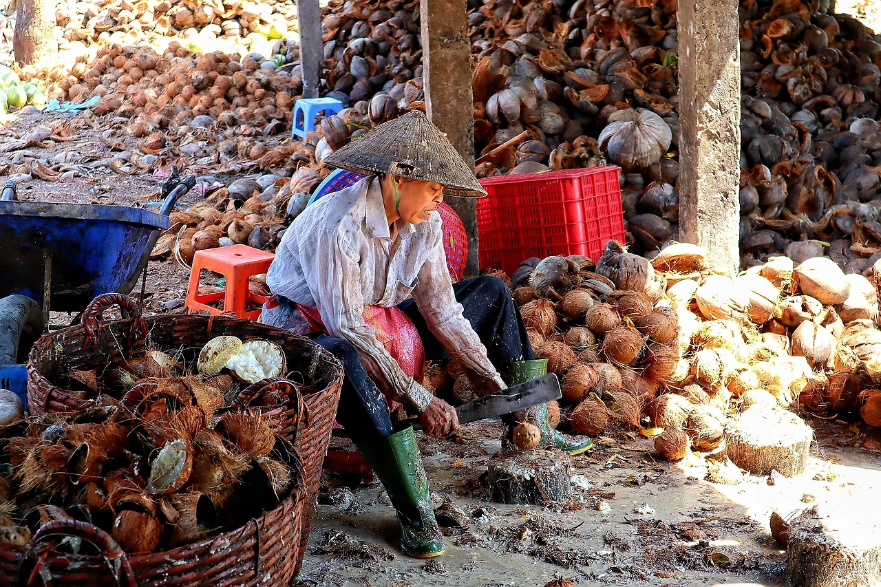 Vietnam's Coconut Industry Accelerates Shift to Organic Farming for Global Brand