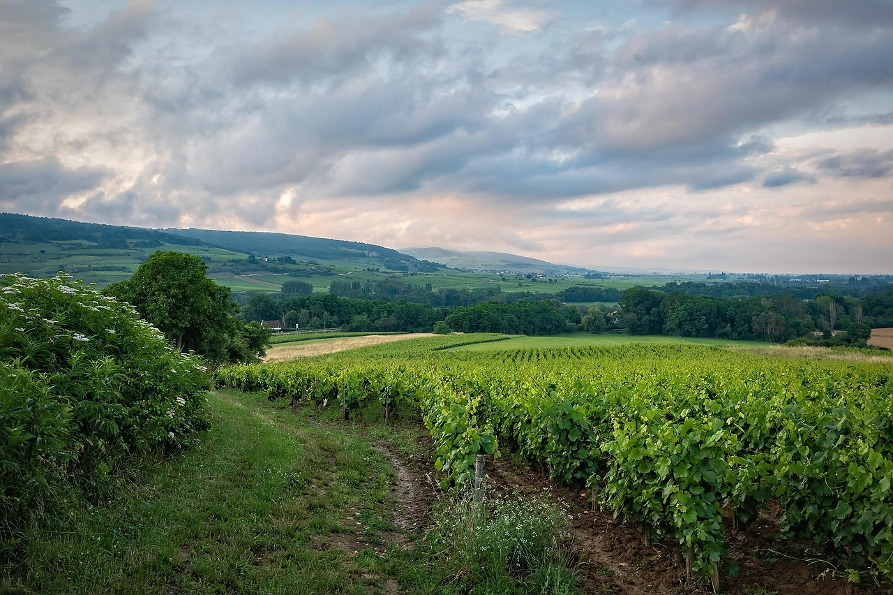 Wine Industry Crisis: Consumption Hits Lowest Level Since 1961