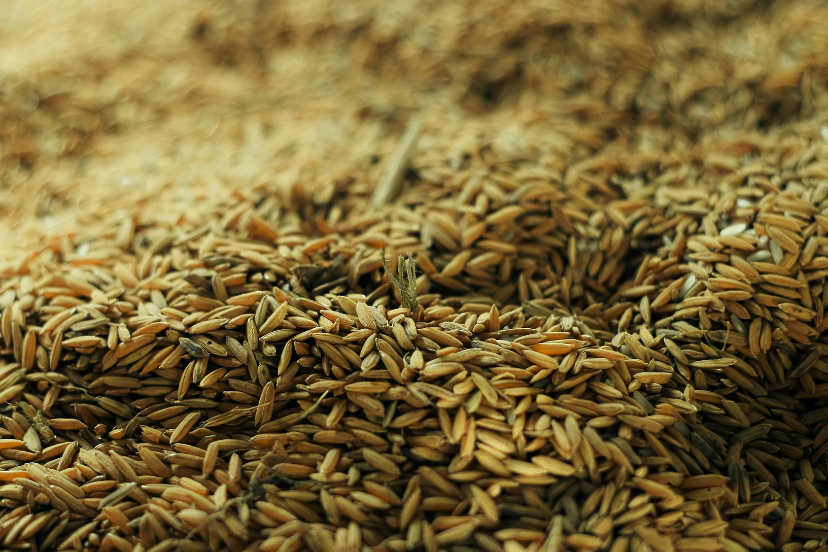 China's First Market-Oriented Wheat Import from Argentina Arrives in Shenzhen
