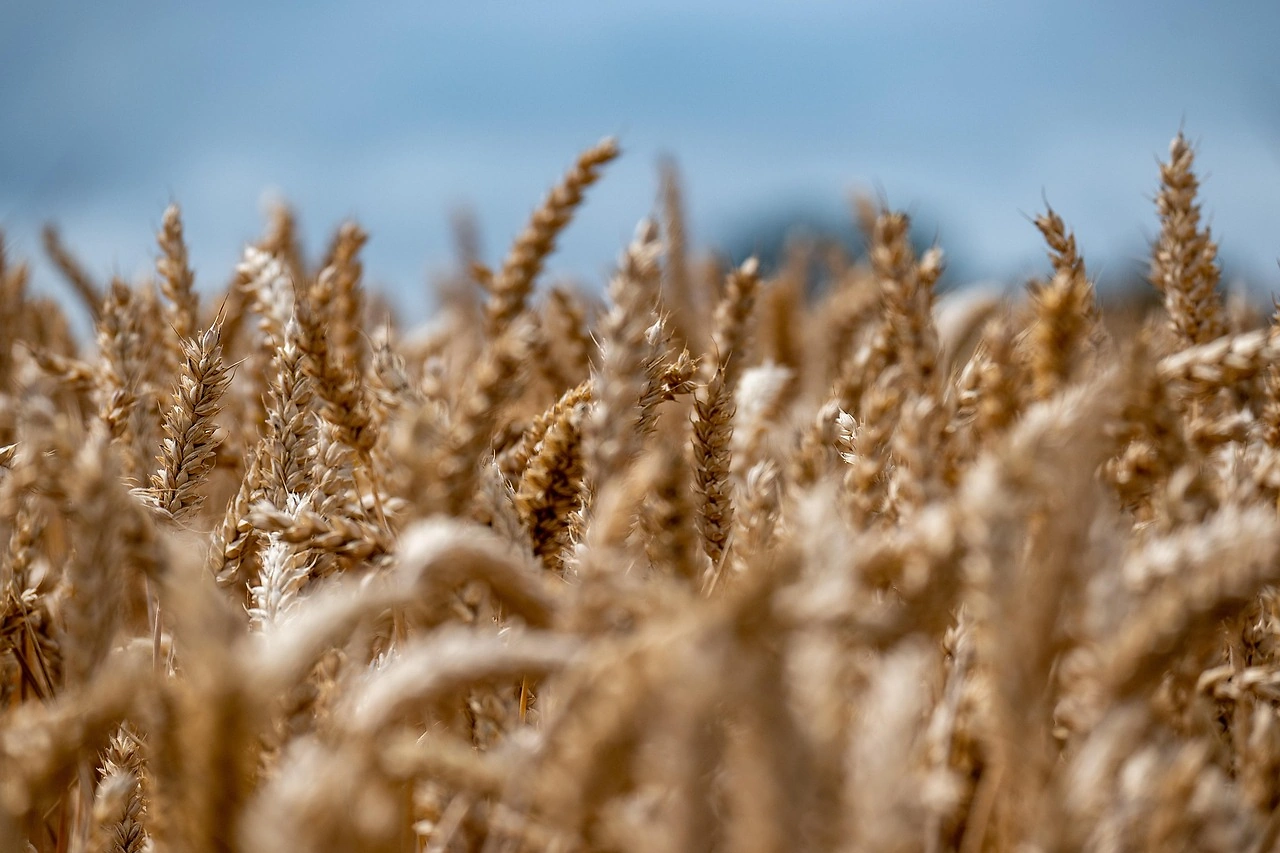 Wheat Markets Show Mixed Performance Amid Global Demand