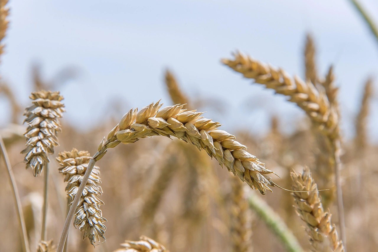 Wheat Markets Experience Downtrend Amid Harvest Delays