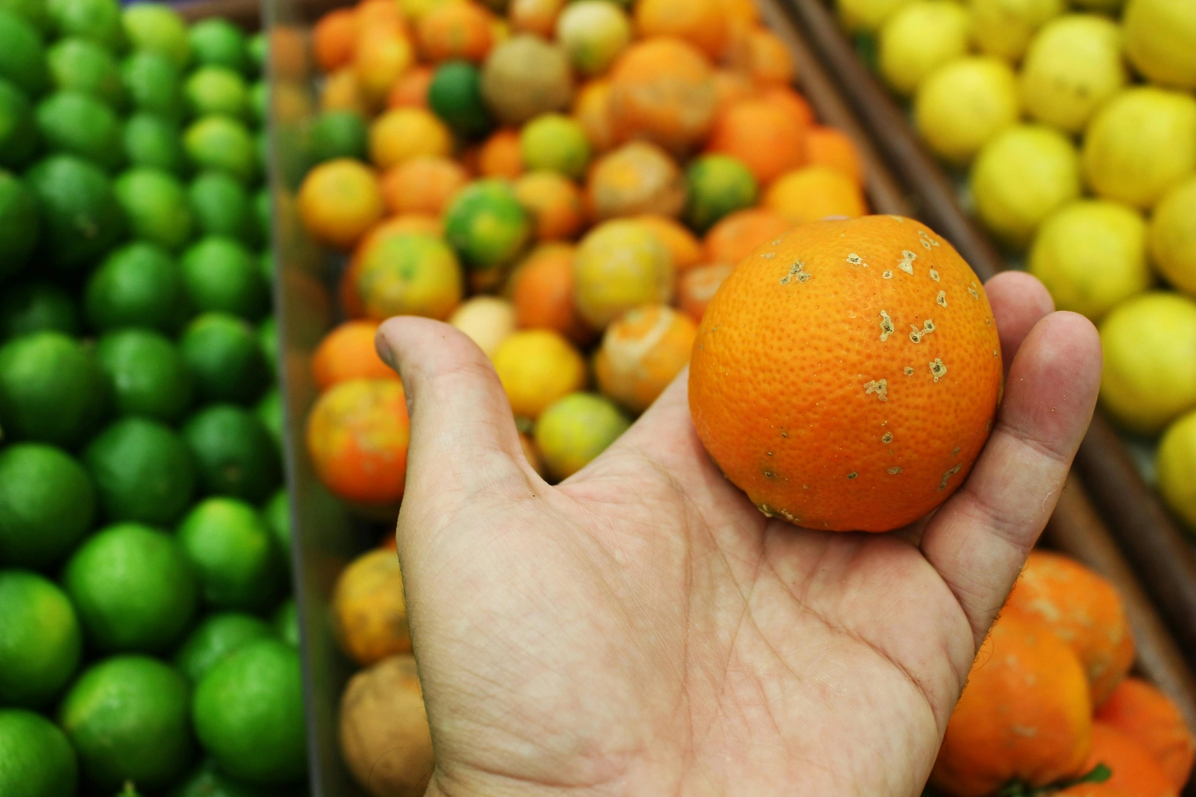 Philadelphia Terminal Market Fruit Prices Steady on March 6, 2026