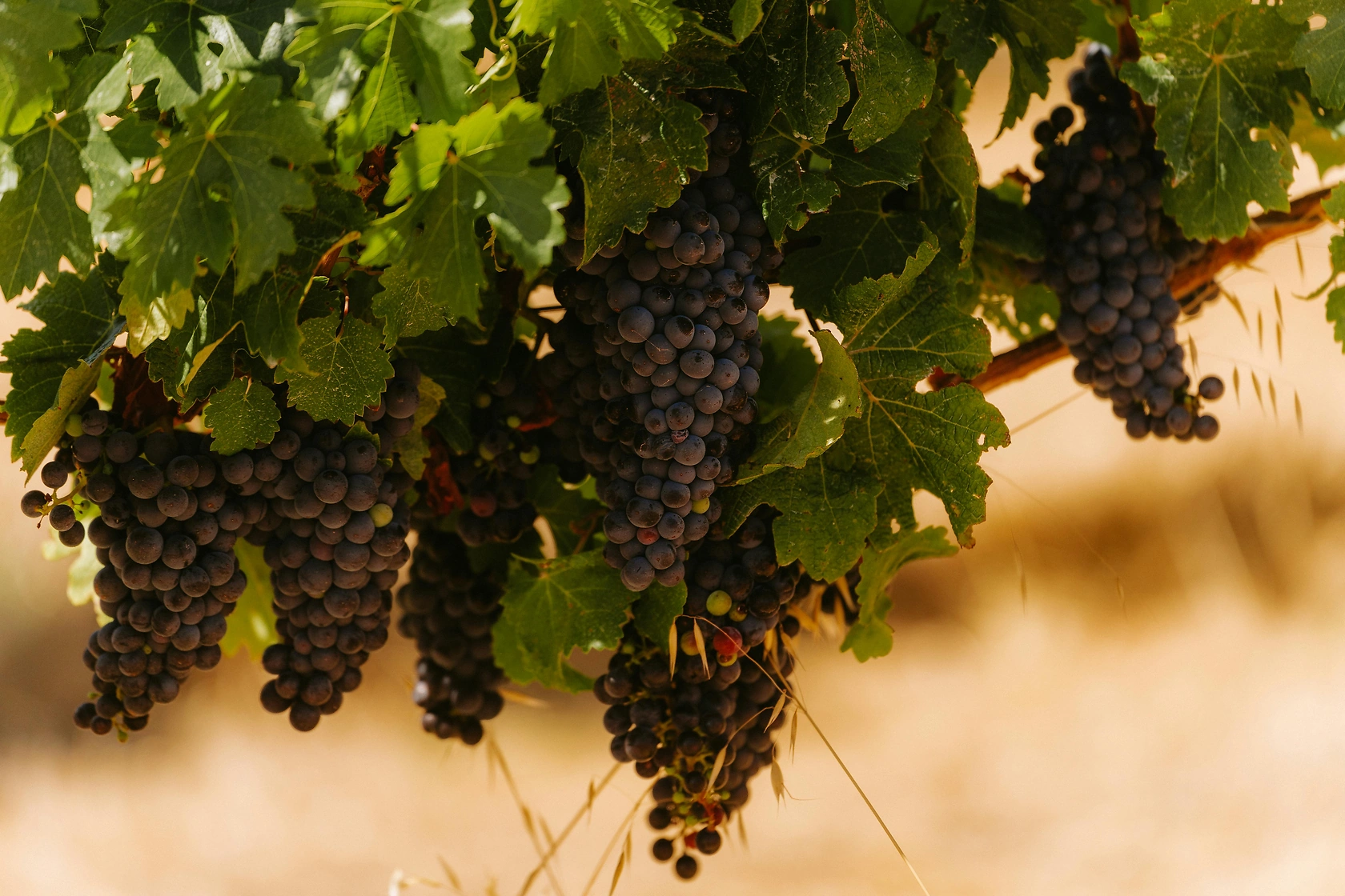 Wine Australia Launches $50M Future Fund to Boost Innovation