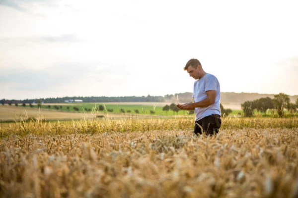 Malt Price in Brazil Drops 5% to $657 per Ton