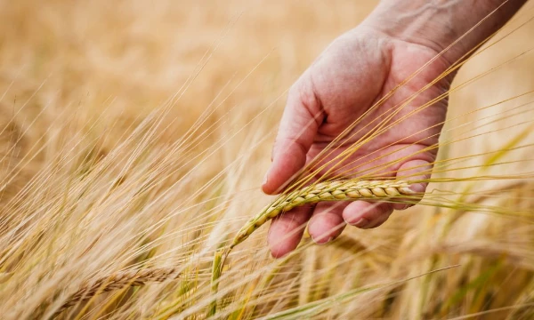 France Sees a 3% Increase in the Price of Malt, Now at $2,659 per Ton