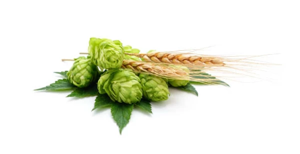 Australia's Malt Price Sees Slight Growth to $587 per Ton Following Two Consecutive Months of Increases