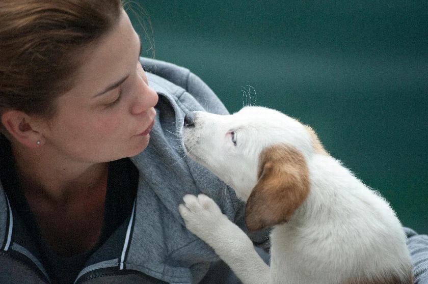 Veterinary Healthcare Industry Boom: Innovations and Trends