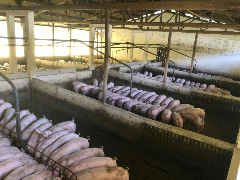 Lean Hog Futures Gain as Pork Exports Rise