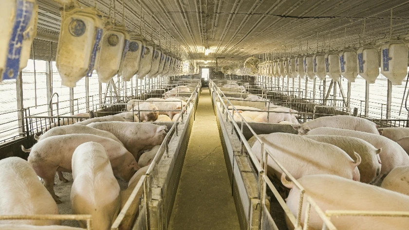 Global Pork Market: Current Trends and Market Insights