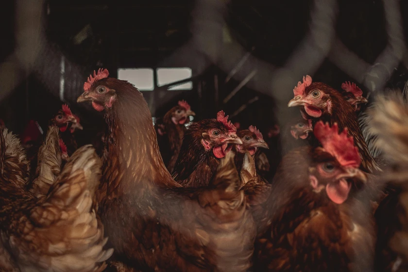 China's Poultry Industry Faces Crisis with Falling Prices