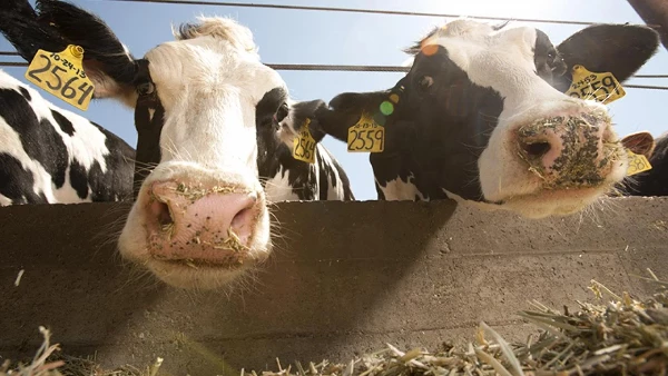 The Giants of the Animal Feed Industry in the United States: Business Strategies for Success