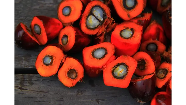 Palm Oil Prices Forecast to Trade in Range During March 2026