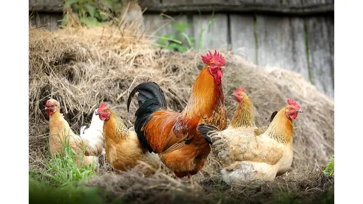Tyson Foods Earnings Report: What to Expect