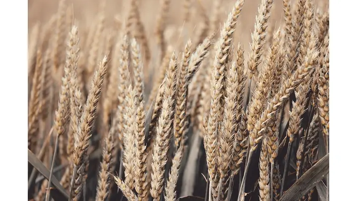 China Sets 2025 Agricultural Priorities: Focus on Grain Security and Farmer Incomes