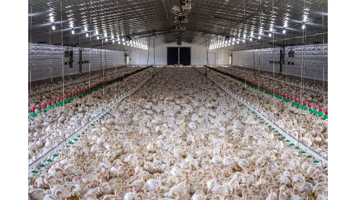 UK Poultry Chairman Warns of Farm Closures from Tax Changes