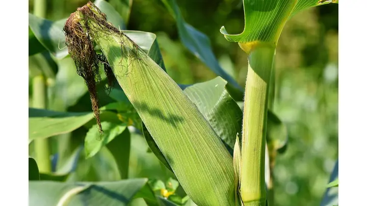 Brazilian Corn Market Shows Limited Movement in Late May 2026