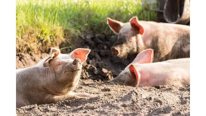 Lean Hog Futures Show Mixed Movement Amid Price Declines