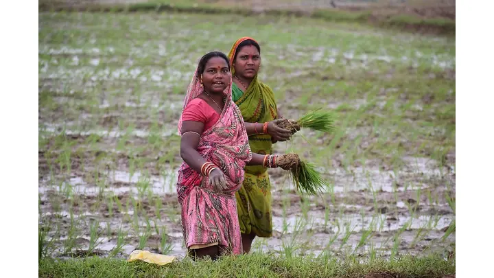 India's 2025 Rice Exports Surge to Near Record After Curbs Lifted