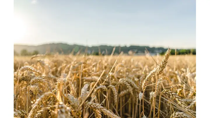 Wheat Futures Hit 8-Week High at $5.39 on Weather, Dollar Impact