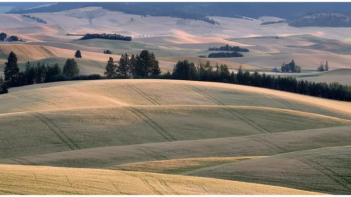 Pacific Northwest Wheat Shipments Decline in Weekly Report