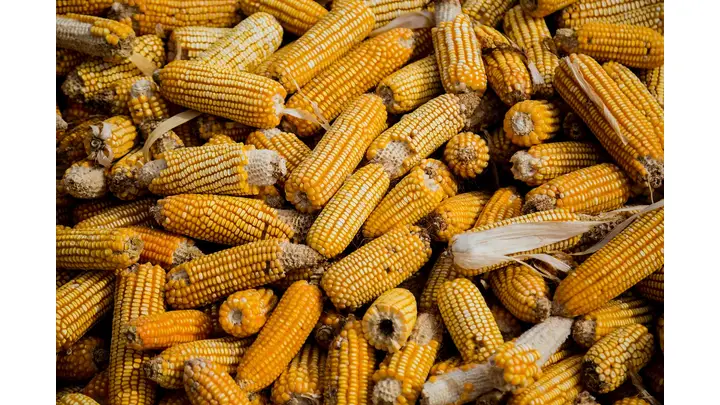 Corn Futures Weaken Despite Export Sales to Colombia and Taiwan