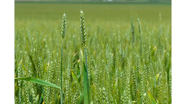 Syngenta's X-Terra Hybrid Wheat Approved for 2026 Sowing in France