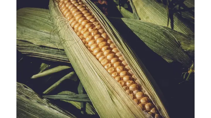 Corn Futures Rise as Ethanol Production and Export Demand Increase