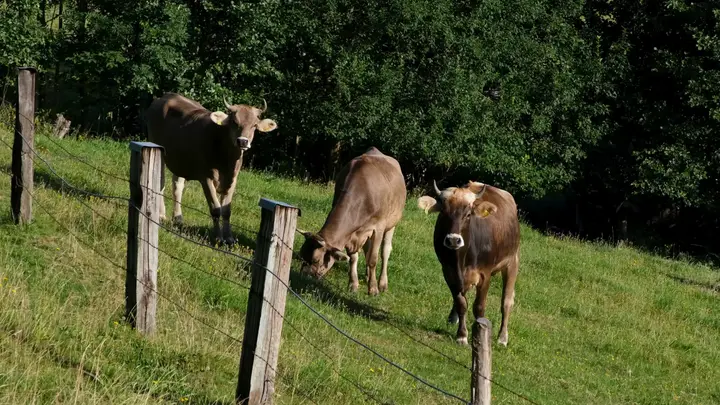 EU Dairy Commodity Prices Report – June 4, 2026
