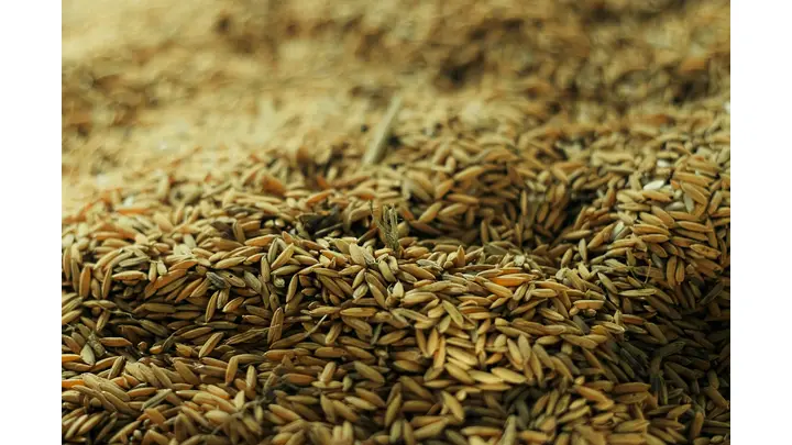 Global Grains Production Hits Record High in 2025-26, Stocks to Climb