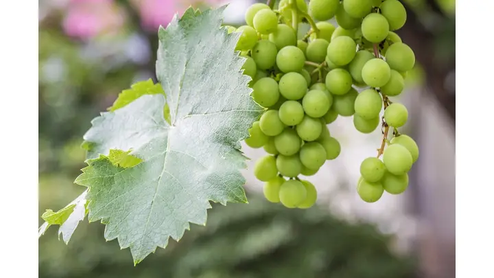 Vina Concha y Toro Reports Strong Q2 Earnings