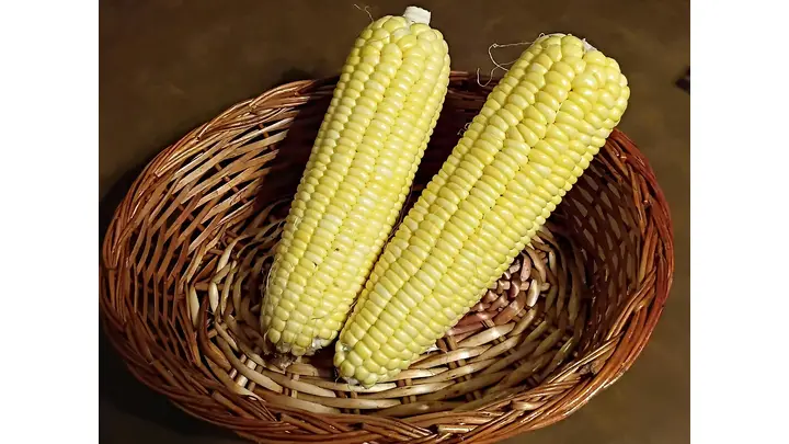 Corn Prices Continue Downward Trend Amidst Market Pressure