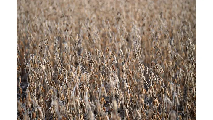 Trump Trade War Boosts Argentina Soy Exports, Hurts Processors