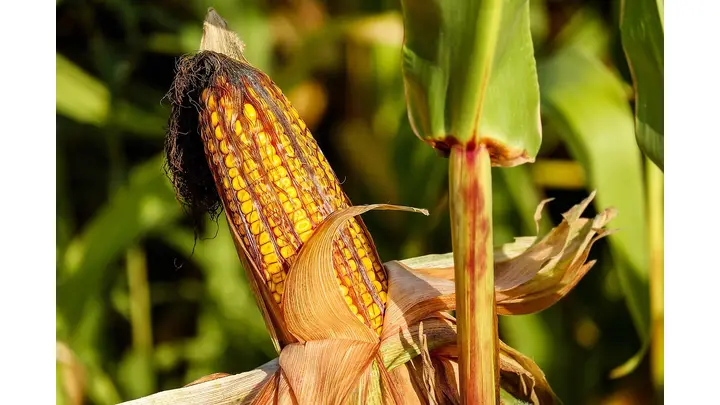 Impact of Weather on Grain Markets: Corn, Soybean, and Wheat Updates