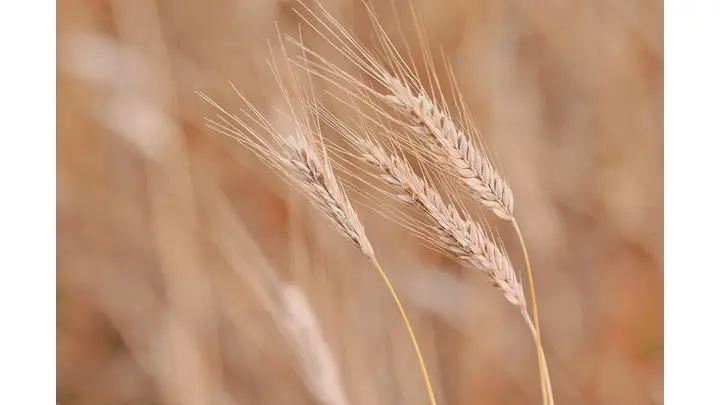 Wheat Markets Show Mixed Performance at Midday