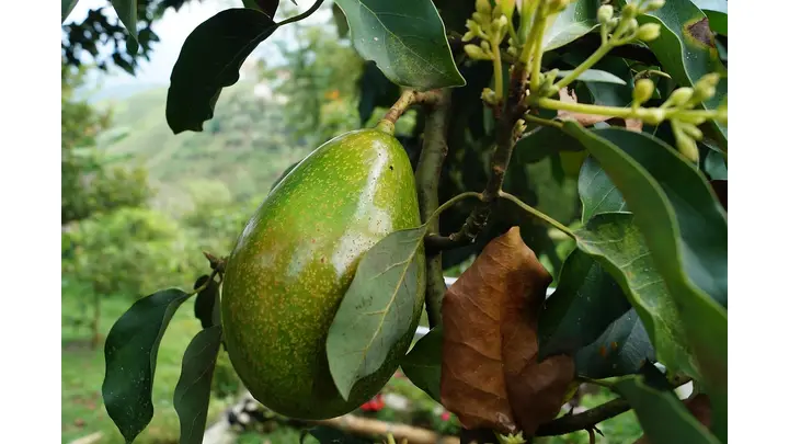 Calavo Growers Q3 Earnings Report: $4.7M Net Income