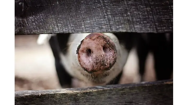 Hog Market Sees Mixed Closes Amid Fluctuating Prices